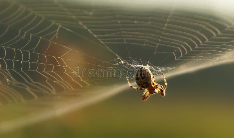Spider Hanging from a Horizontal Web, Translucent Legs into the Sunset ...
