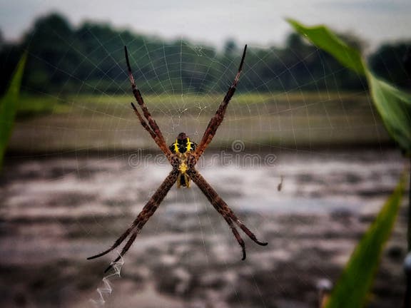 A Spider is Hanging in Its Nest between Small Tree Branches, with a ...