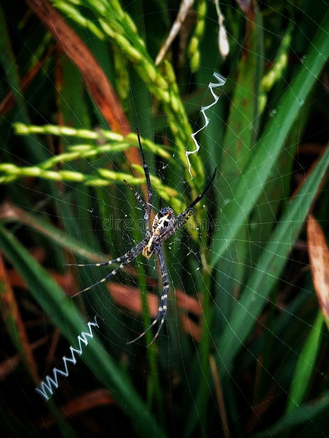 A Spider is Hanging in Its Nest between Small Tree Branches, with Rice ...