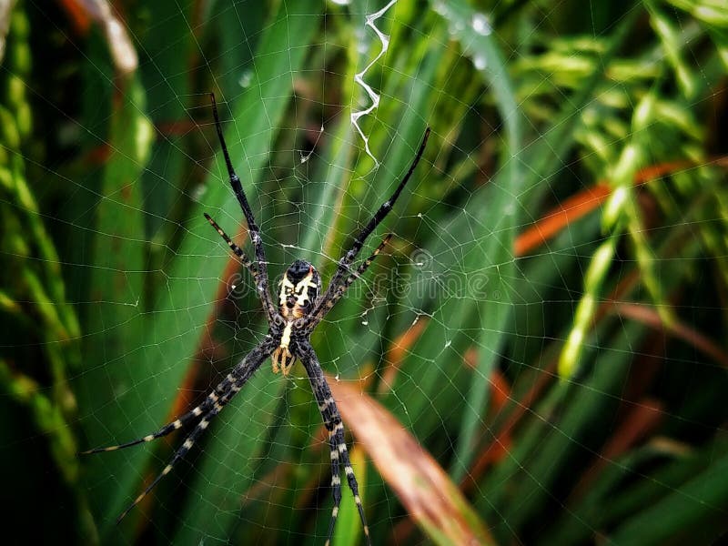 A Spider is Hanging in Its Nest between Small Tree Branches, with Rice ...