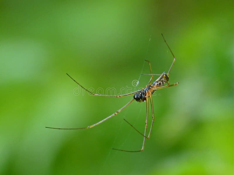 Spider Hanging on Its Thread Stock Image - Image of filmy, dome: 41087887