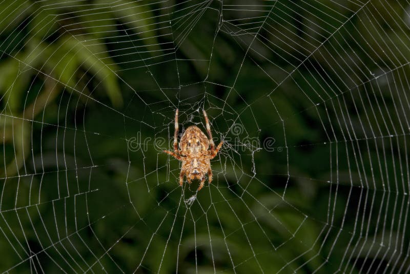 Spider Hanging from Its Web Stock Image - Image of insect, hanging ...