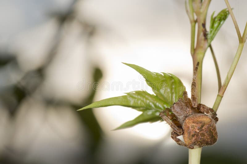 Spider Hanging from Its Web Stock Photo - Image of hanging, white: 42491428