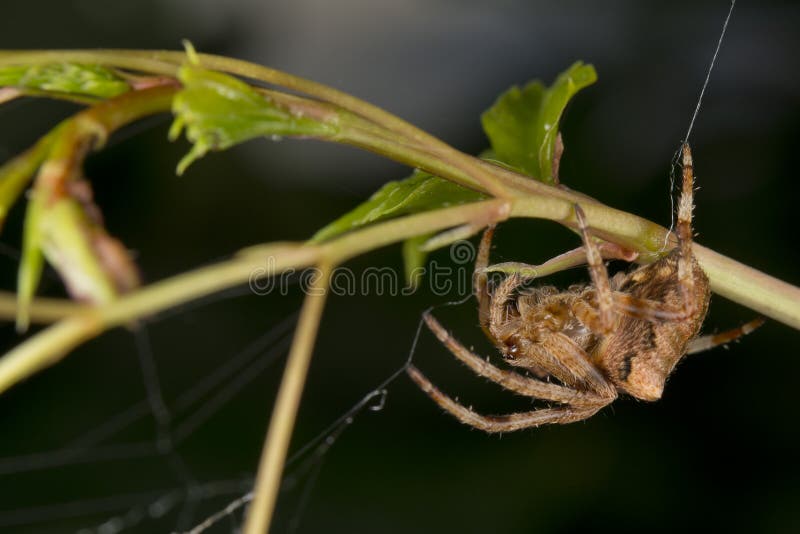 Spider Hanging from Its Web Stock Photo - Image of isolated, cute: 42491430