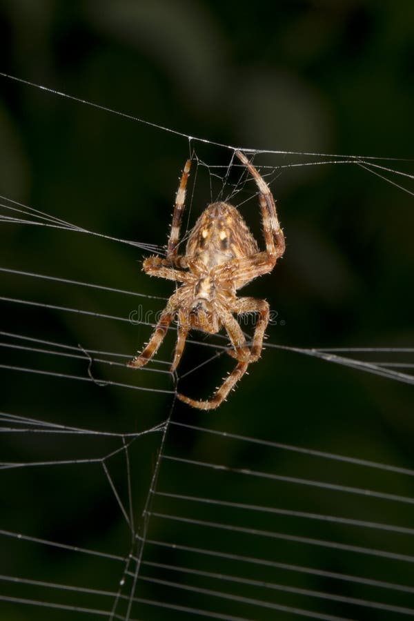 Spider Hanging from Its Web Stock Photo - Image of nature, summer: 42491514
