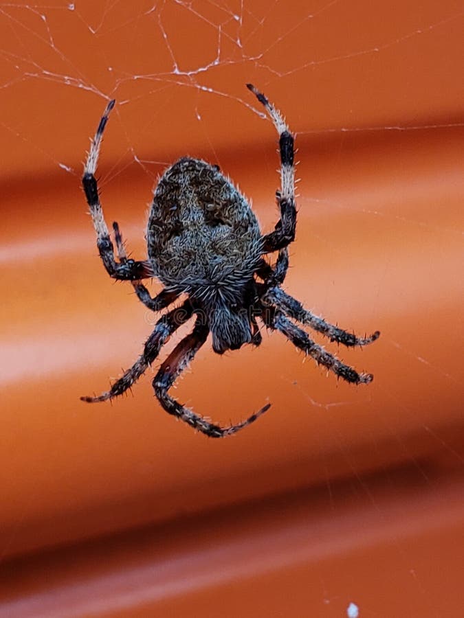 Spider hanging on its web stock image. Image of creepy - 200339253