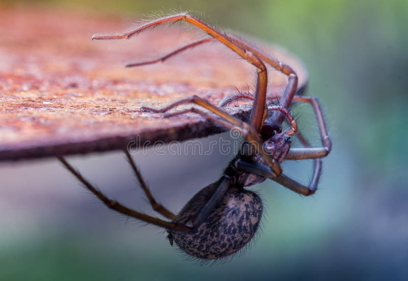 Spider hanging off a table stock photo. Image of scary - 90122040