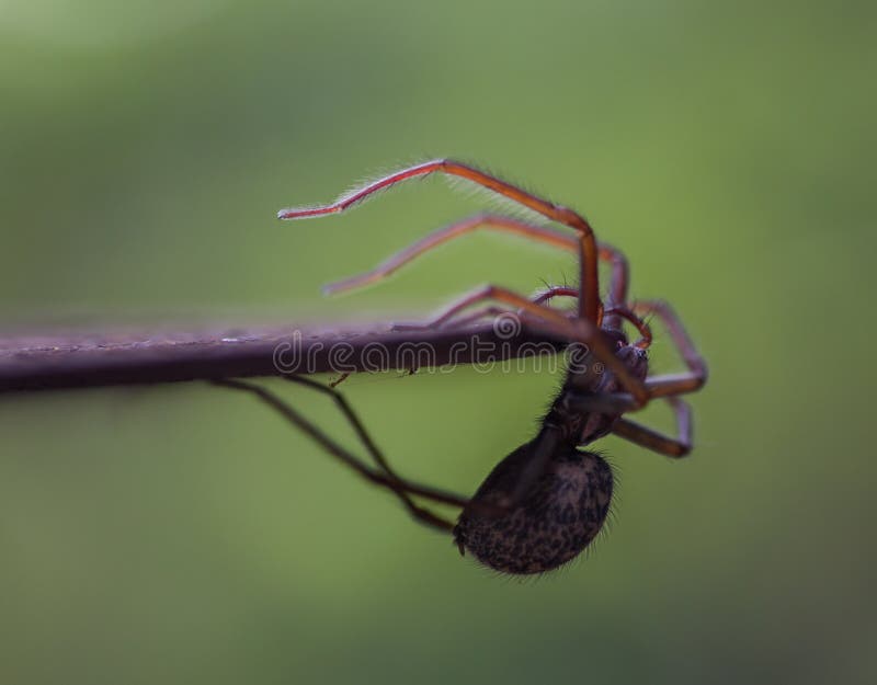 Spider hanging off a table stock photo. Image of anxiety - 90122150