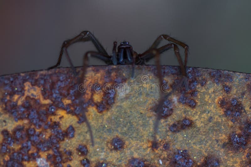 Spider hanging off a table stock image. Image of hunting - 90122173