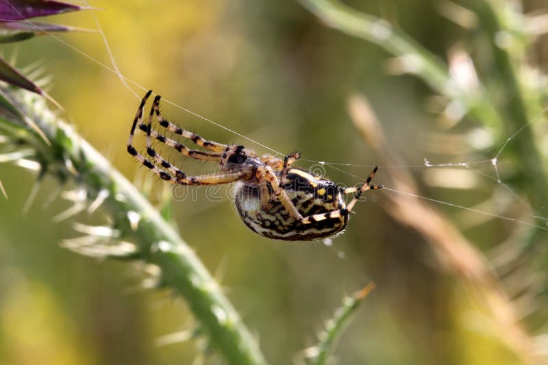 Spider Hanging from a Thread Stock Photo - Image of plant, cobweb: 48003392