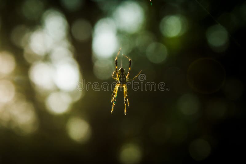 Spider hanging on thread stock image. Image of yellow - 248634355