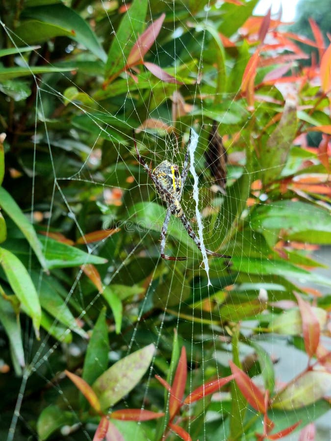 Spider Hanging on the Tree at Garden Waiting His Food Stock Photo ...