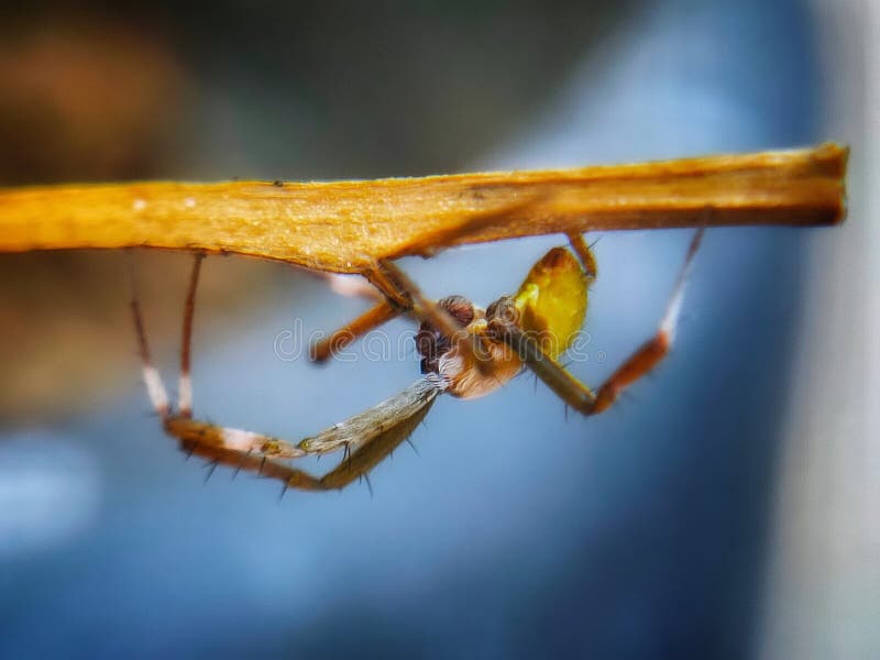 Spider Hanging Up Side Down Stock Image - Image of insects, macro ...