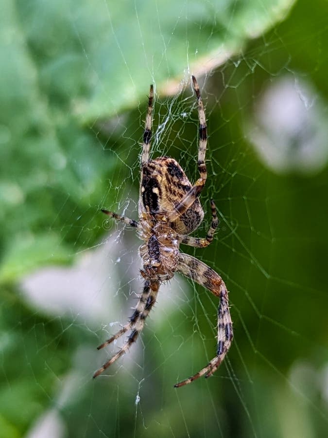 Spider hanging upside down stock image. Image of spider - 276181517