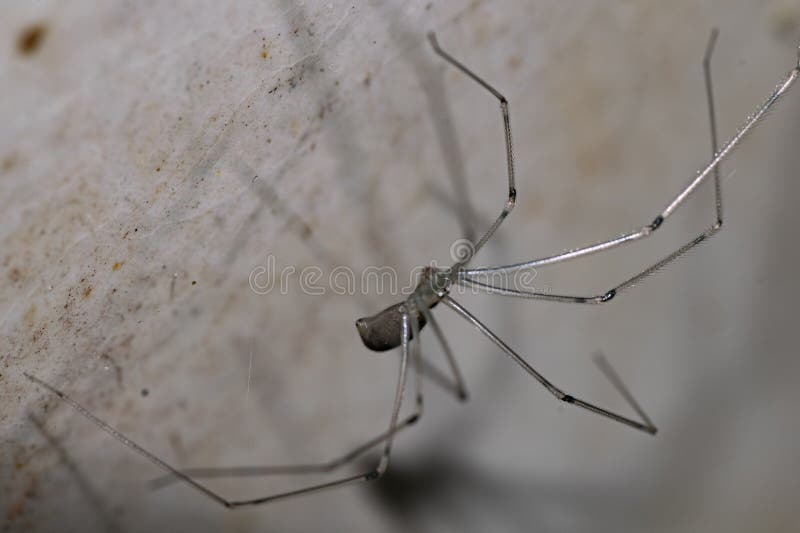 Spider Hanging from the Wall Stock Photo - Image of scare, stalking ...