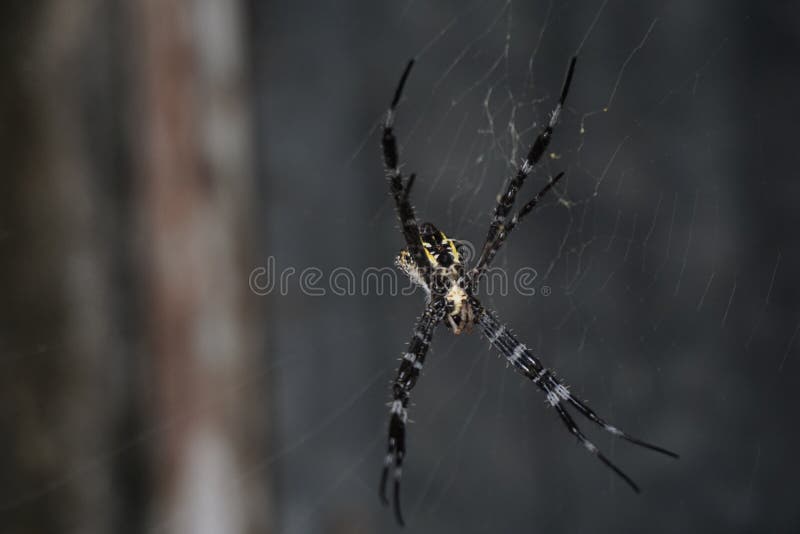 A Spider Hanging on the Web Stock Photo - Image of creepy, close: 265304564