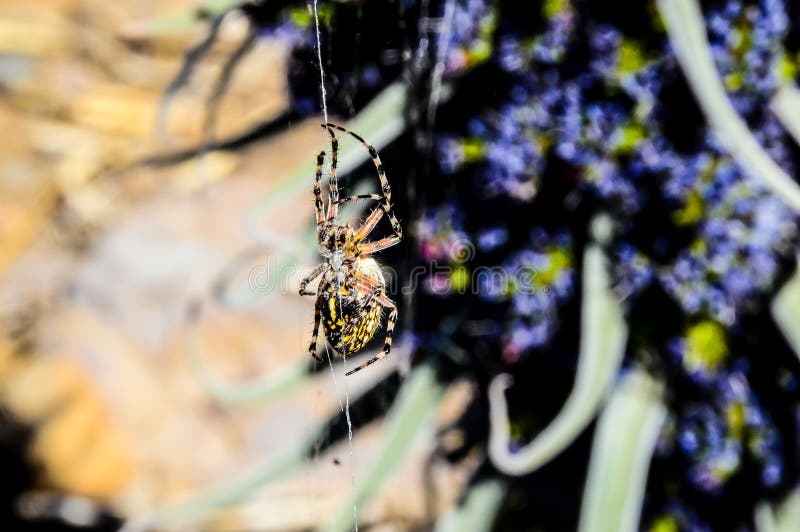 A Spider is Hanging from a Web in Front of a Bush Stock Photo - Image ...