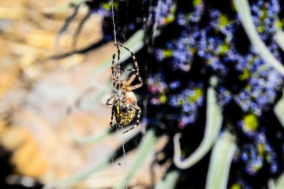 A Spider is Hanging from a Web in Front of a Bush Stock Photo - Image ...