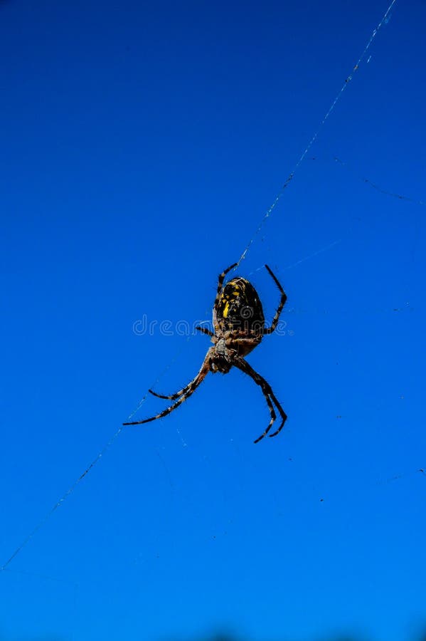 A Spider is Hanging from a Web in the Sky Stock Photo - Image of brown ...