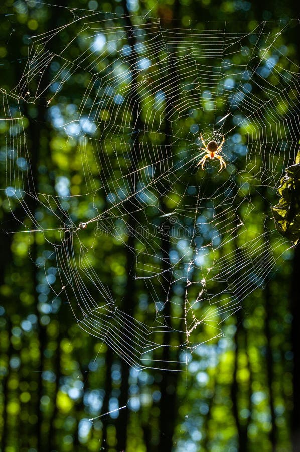 A Spider Hanging from a Web in the Sun Stock Image - Image of predator ...