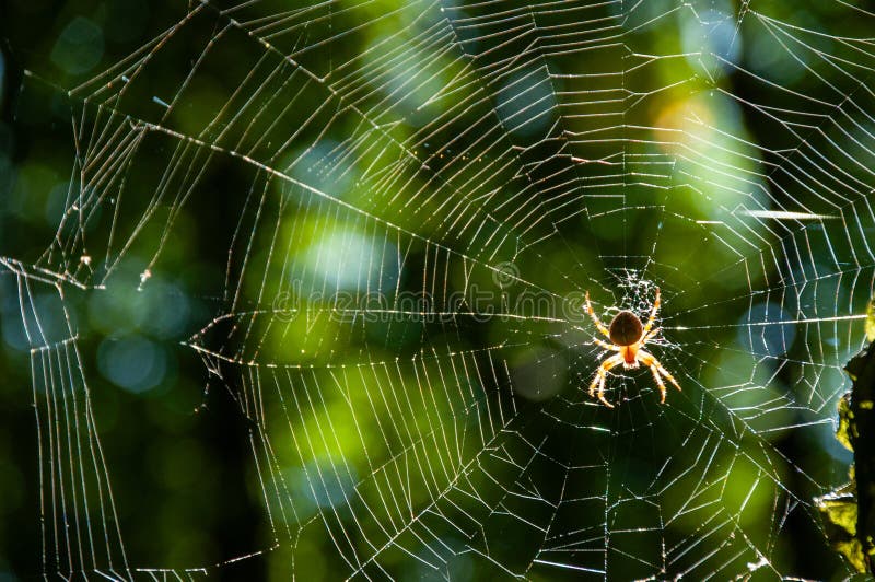 A Spider Hanging from a Web in the Sun Stock Photo - Image of black ...