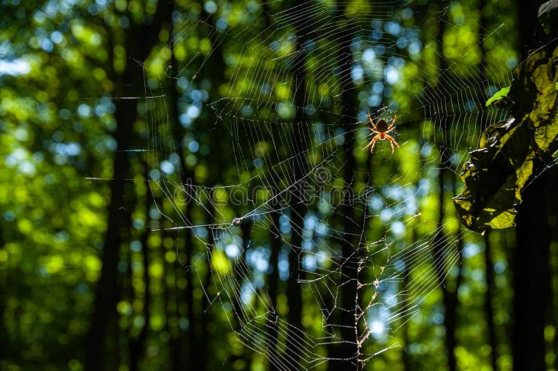 A Spider Hanging from a Web in the Sun Stock Photo - Image of hanging ...