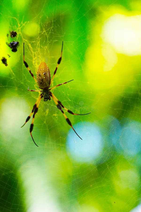 Spider hanging on a web. stock image. Image of detailed - 213777129
