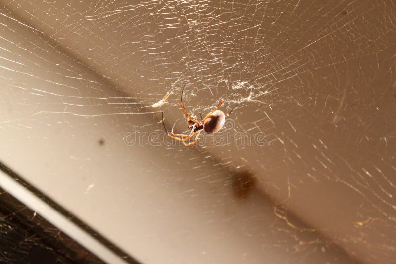 A Spider is Hanging from a Web on a Wall Stock Image - Image of araneus ...