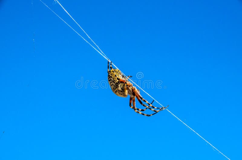 A Spider is Hanging from a Wire in the Sky Stock Image - Image of ...