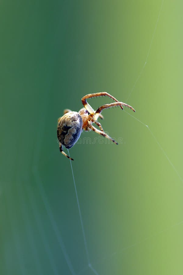 Spider hangs in air stock photo. Image of fragility, nature - 11536740