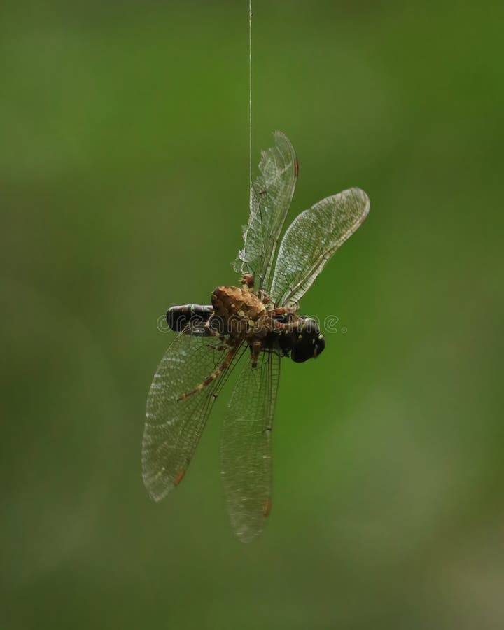 A Spider that Has Caught a Dragonfly in Its Dangling Web Stock Photo ...
