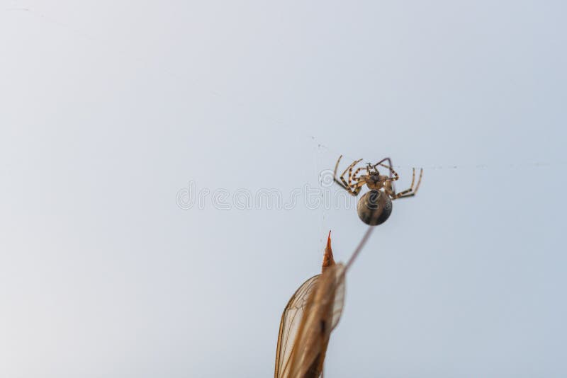 A Spider Has Caught a Flying Insect in Its Web and Sucks it Stock Photo ...