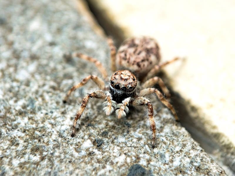 Close-up of a Jumping Spider on a Textured Wall Surface. Stock Image ...