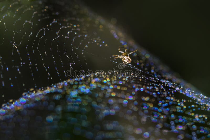 The Spider Spun a Very Beautiful Cobweb Stock Image - Image of prey ...