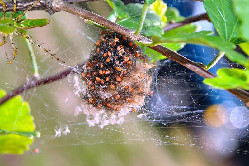 Spider hatchlings stock photo. Image of green, large, insect - 3335202