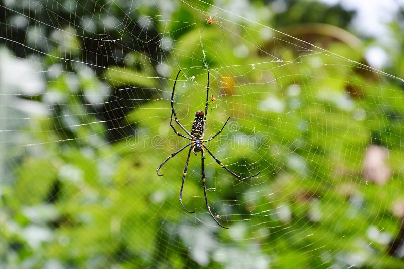 Spider and Her Babies on the Web Stock Image - Image of babies, baby ...
