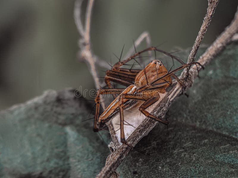 Spider with her baby stock photo. Image of branch, animal - 205920648