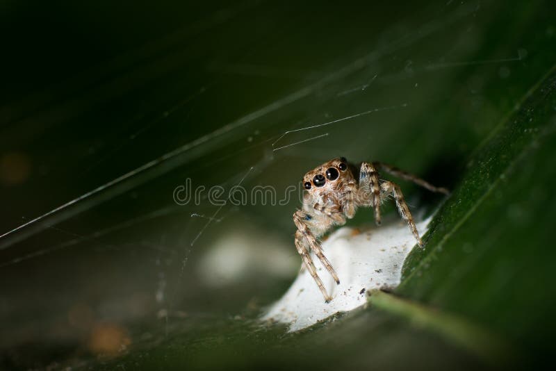 Spider and her Eggs Case stock photo. Image of leaf, backgrou - 38809652