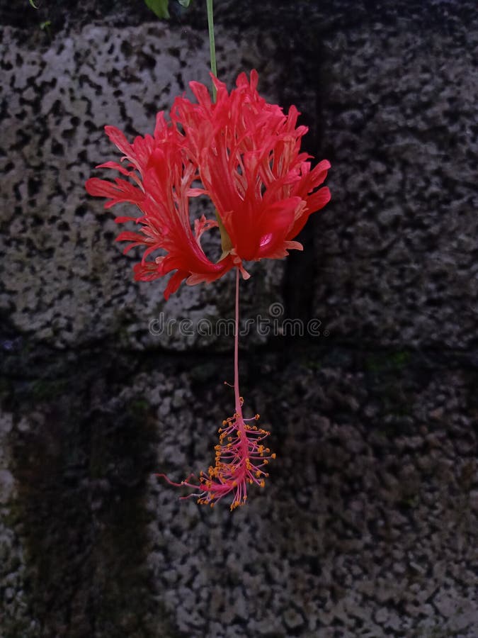The Spider Hibiscus stock photo. Image of flower, spider - 188321556