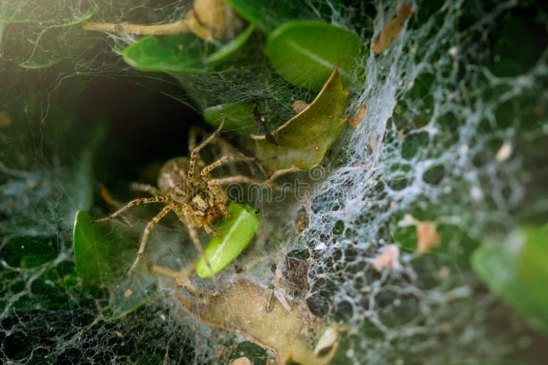 A Spider Hidden in an Oval Web Surrounded by Leaves. Spider Waiting in ...