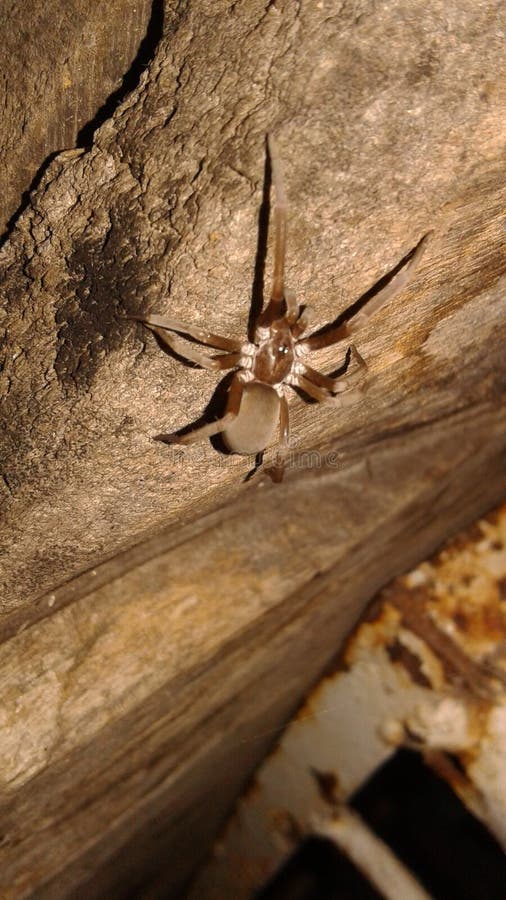 Spider Hidden Under the Table Stock Photo - Image of captured, outdoors ...