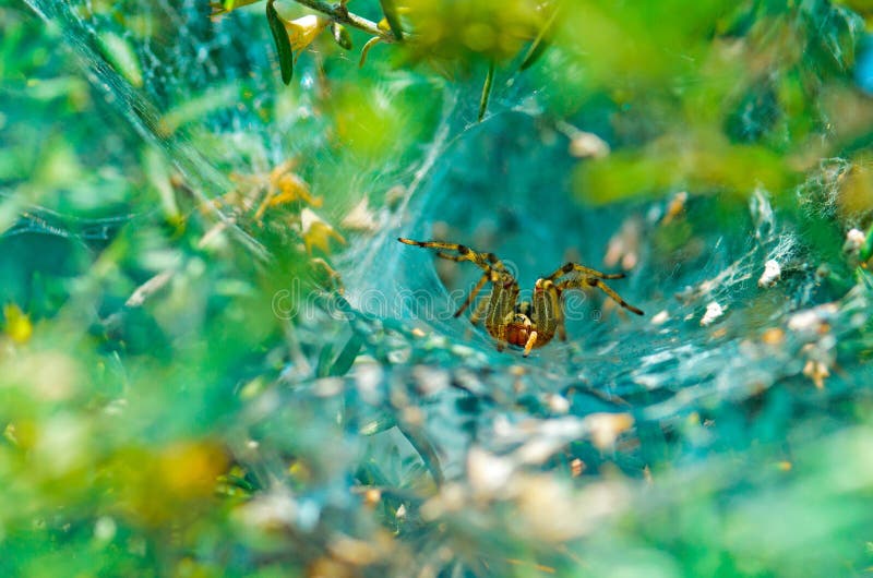 Spider Hiding in the Middle of Its Web from Watchful Eyes of Birds ...