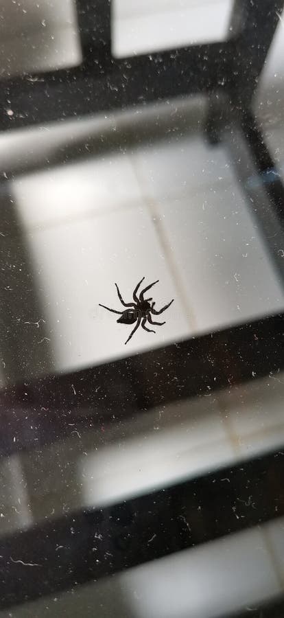 Spider Hiding Under the Glass Table Stock Image - Image of spiderweb ...