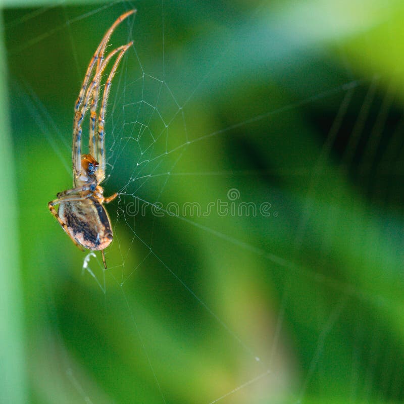 Spider and his net stock image. Image of natural, drop - 11506363