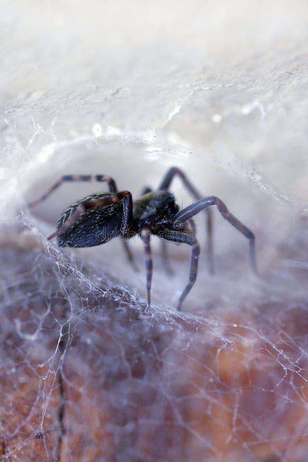 Spider in His Web (badumna Insignis) Stock Image - Image of scary ...