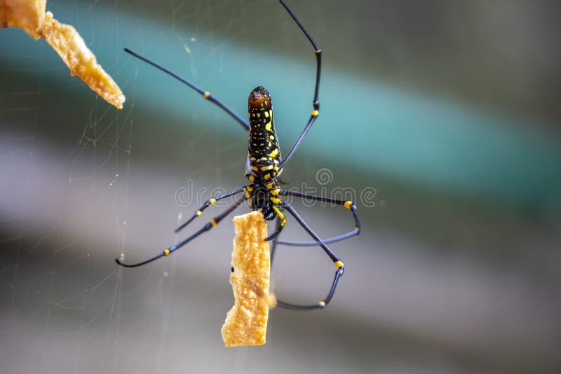 A Spider Holding Crackers To Eat Stock Image - Image of strong, holding ...