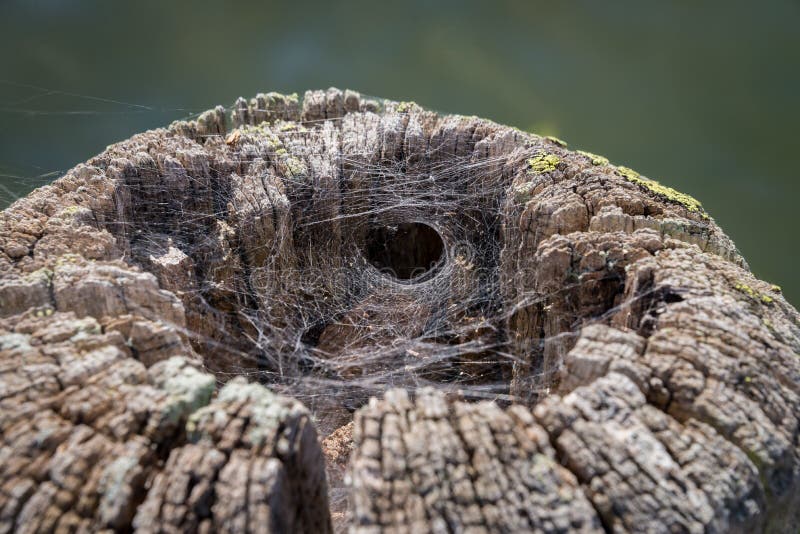 Spider Home stock photo. Image of spider, nature, elegance - 44409930