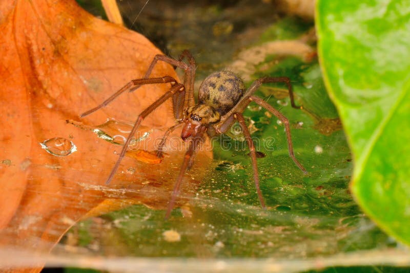 Spider on horizontal web stock photo. Image of spider - 33153046