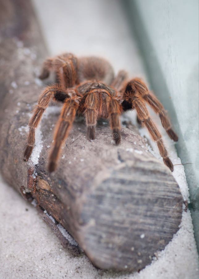 Insect stock image. Image of china, head, close, antenna - 4318795