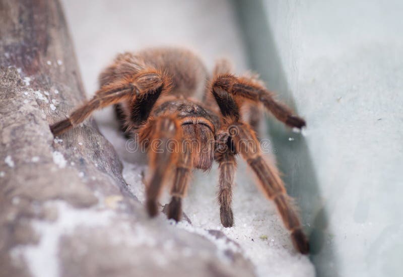 Insect stock image. Image of china, head, close, antenna - 4318795